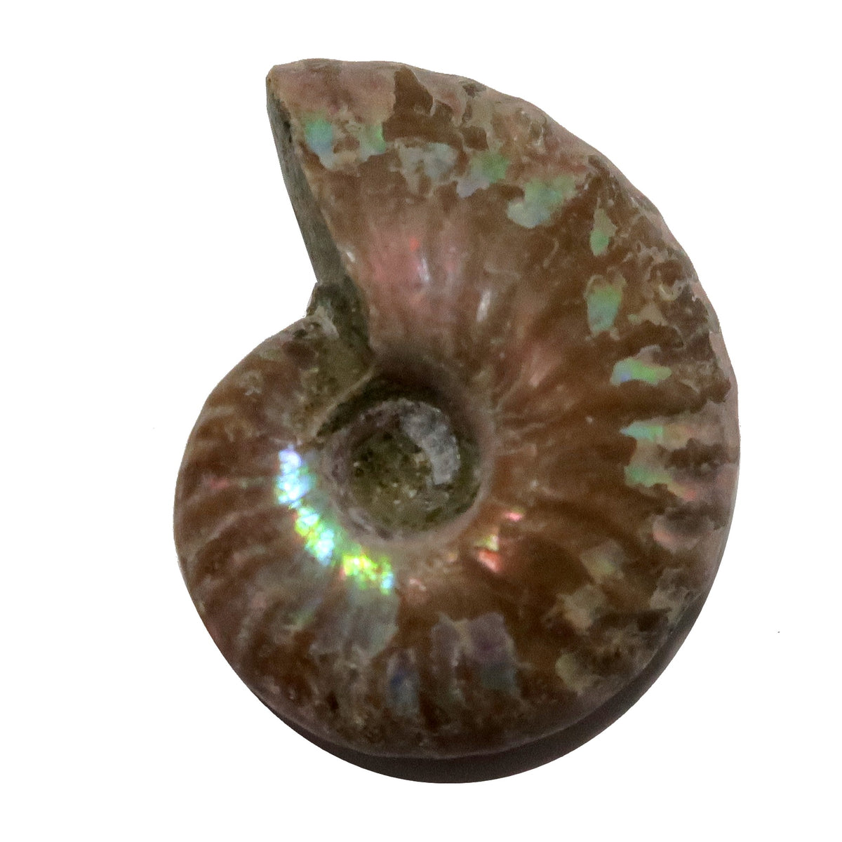 Opal Ammonite Fossil Spiral of Rainbow Fire — Satin Crystals